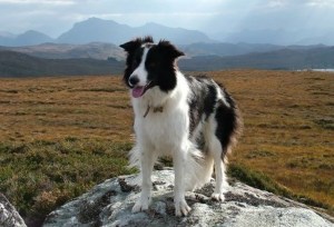 The Border Collie of Scotland – Dogs, Mysteries, & More